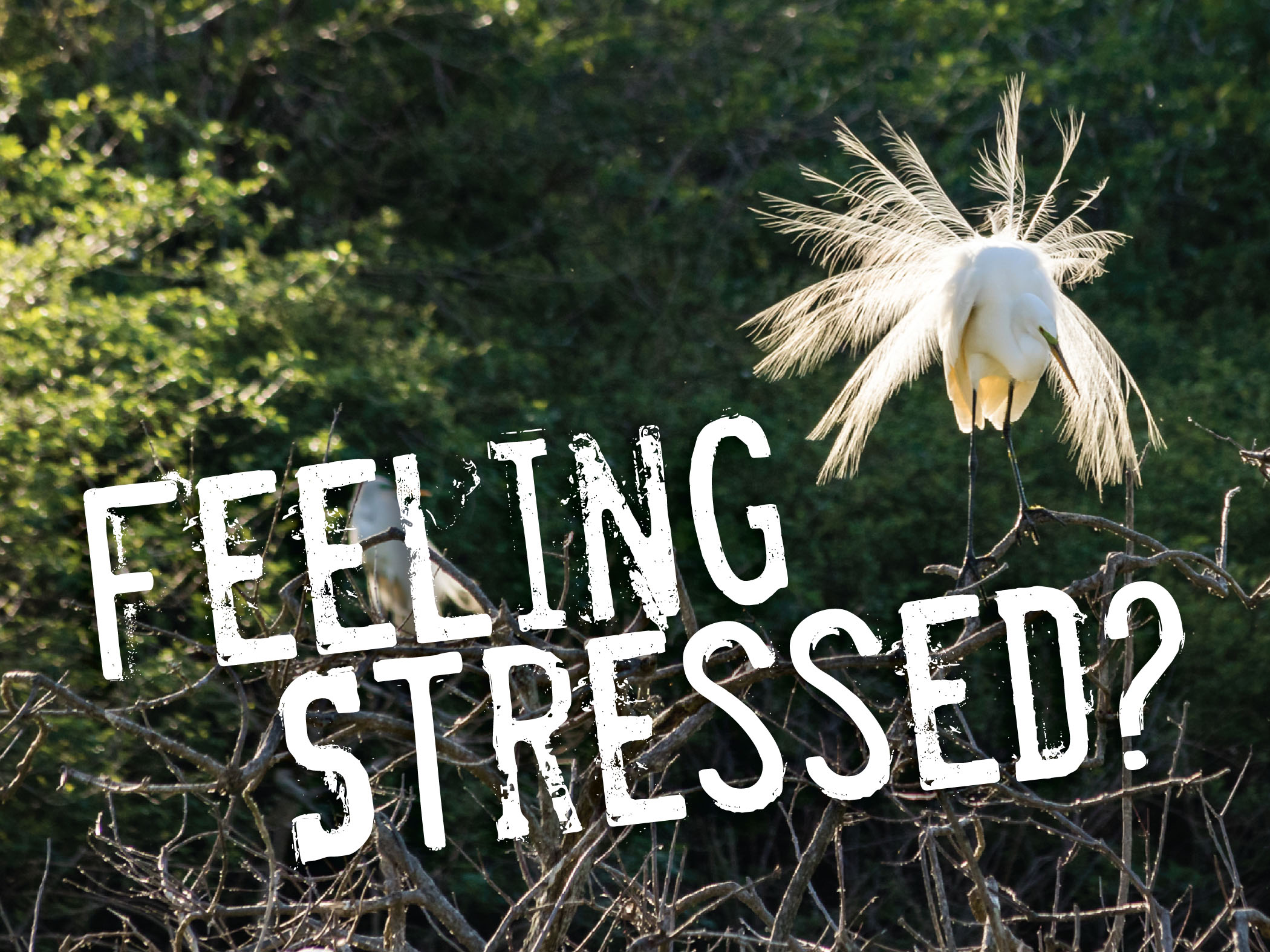 God’s Stress Relief. – From the Pulpit